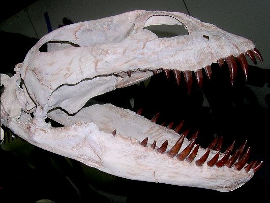 Plesiosaurs - Morocco