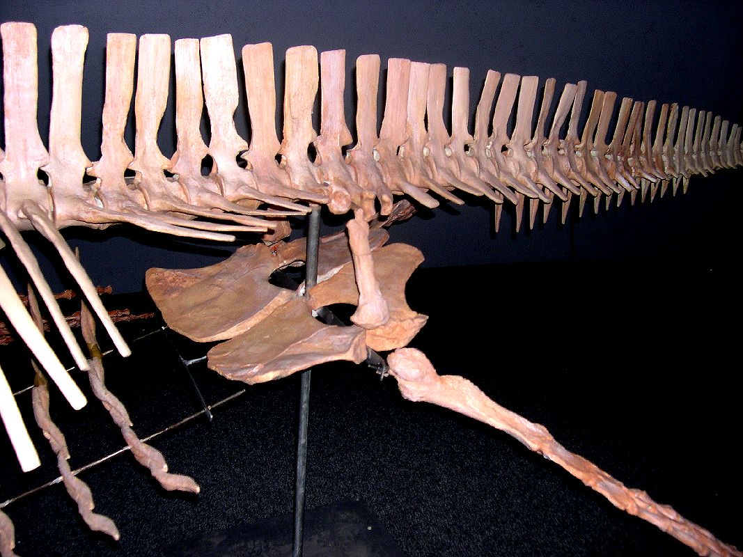 Plesiosaurs - Morocco