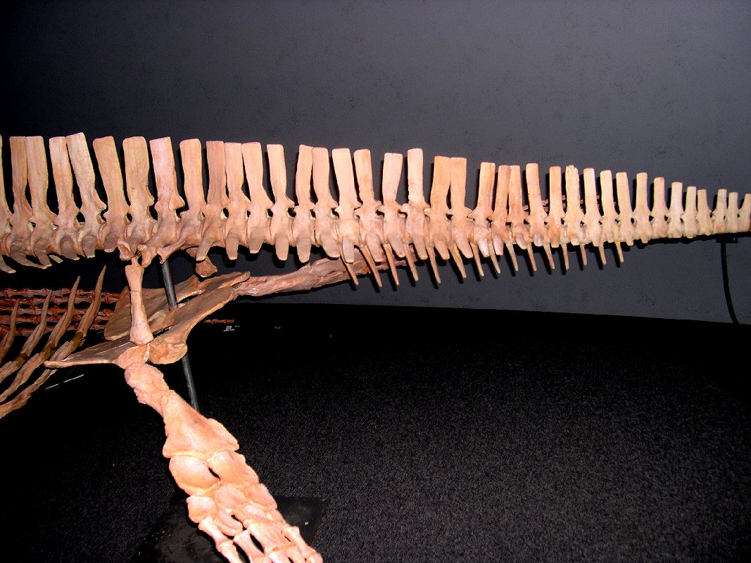 Plesiosaurs - Morocco